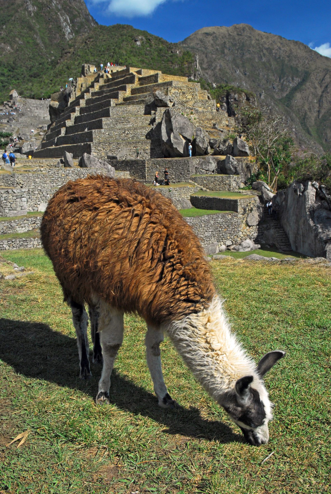 Our 10 Favorite Llamas in Peru - Thomson Family Adventures