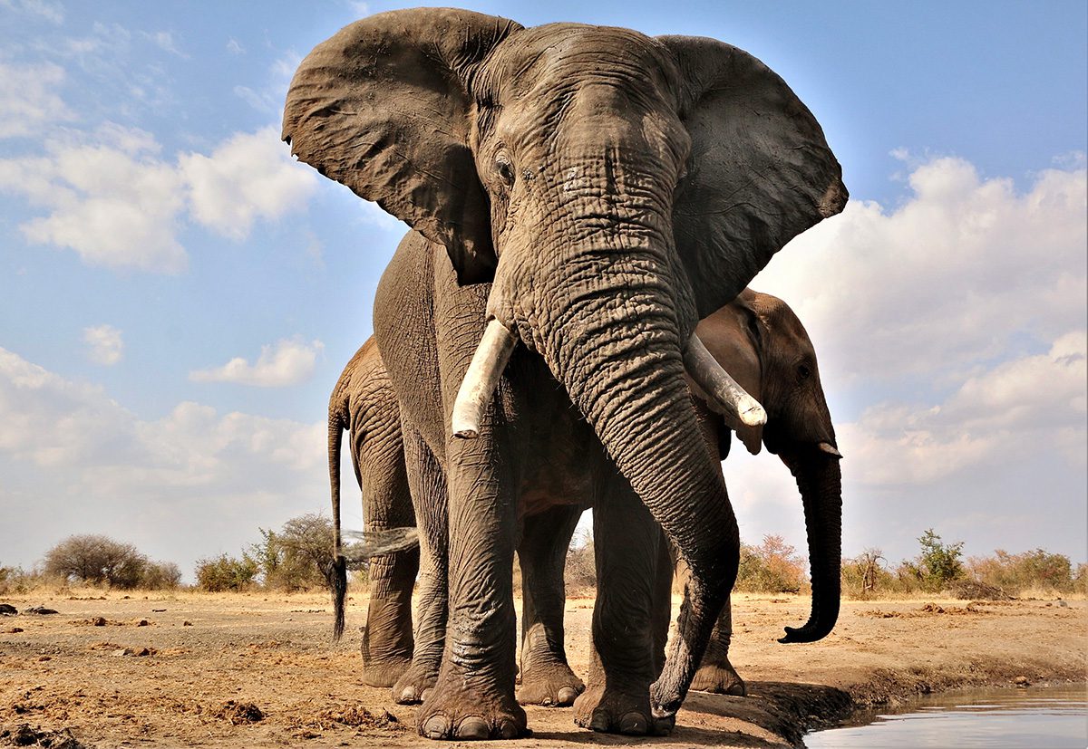 Zimbabwe - Thomson Family Adventures